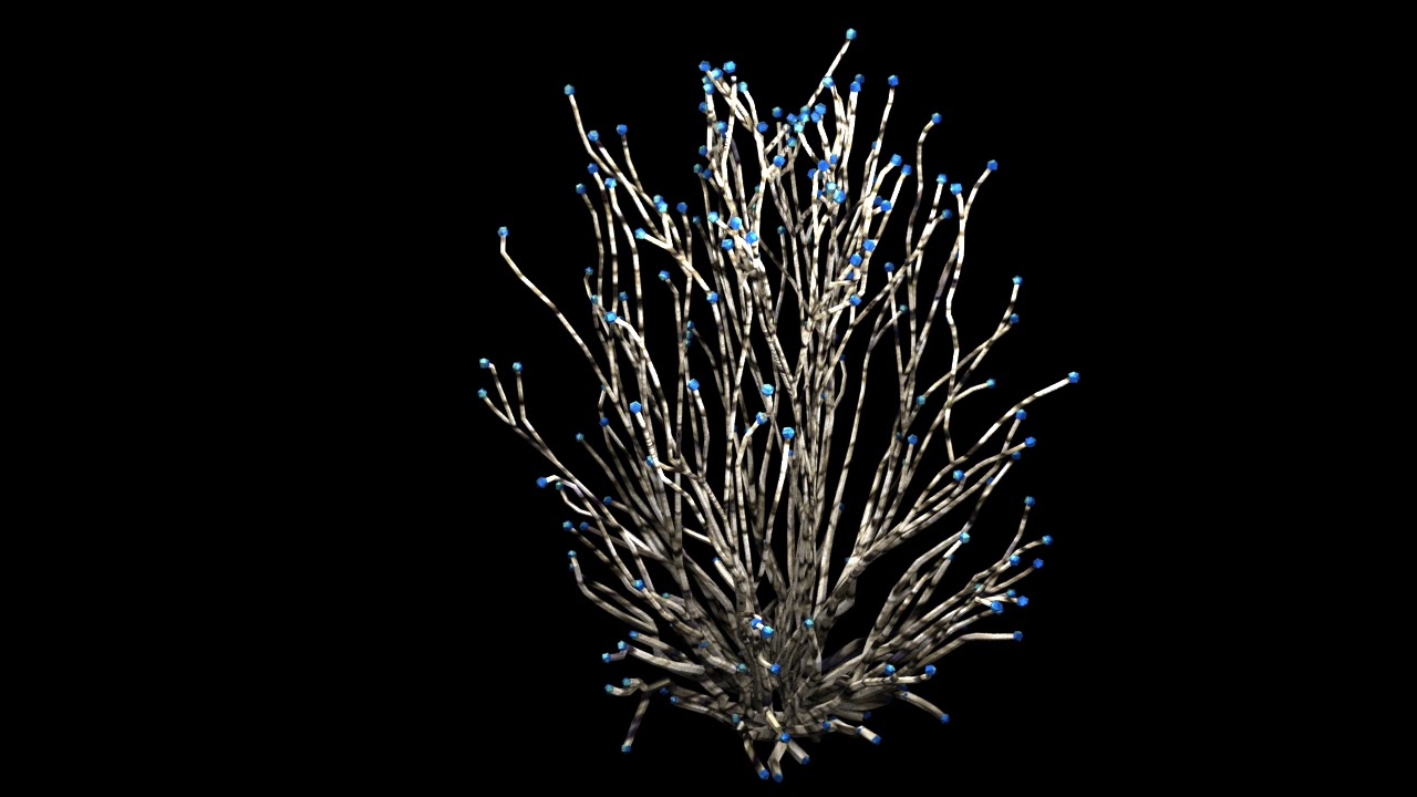 Vine Generator: Alpine Cassiope
