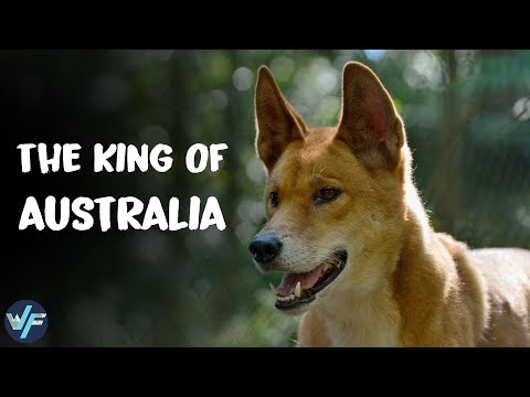 How did Dingo Become an Apex Predator in Australia?