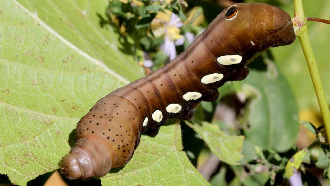 Pandora Sphinx Moth Larva - Eumorpha pandorus