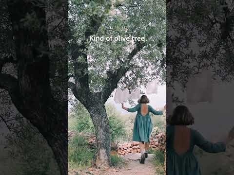 definition & kind of olive tree