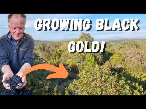 Australia’s Native Pepper Taking Over the World | Diemen Pepper Story ...