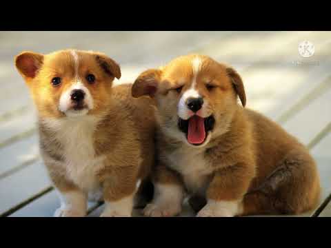 Hd dog wallpapers#pretty dogs#shashastories