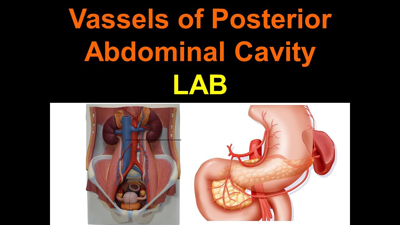 Vasculatures of Posterior Abdominal Cavity LAB