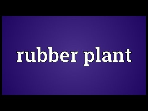 Rubber plant Meaning