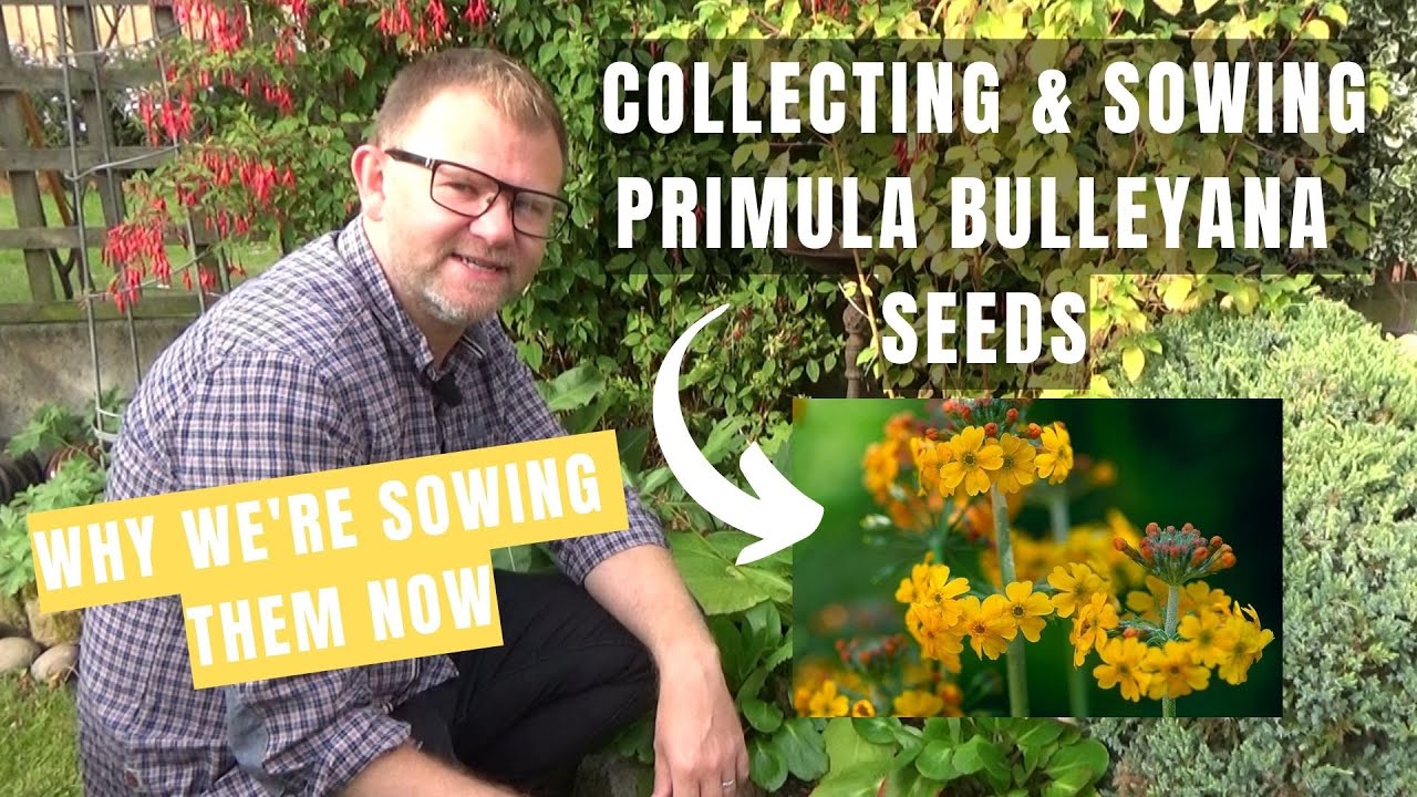 Collecting and Sowing Primula bulleyana Seeds | Candelabra Primulas | How to Propagate Primulas