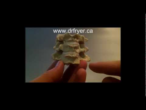 Neck Cracking Spine Model - Dr. Jerome Fryer (Chiropractor)