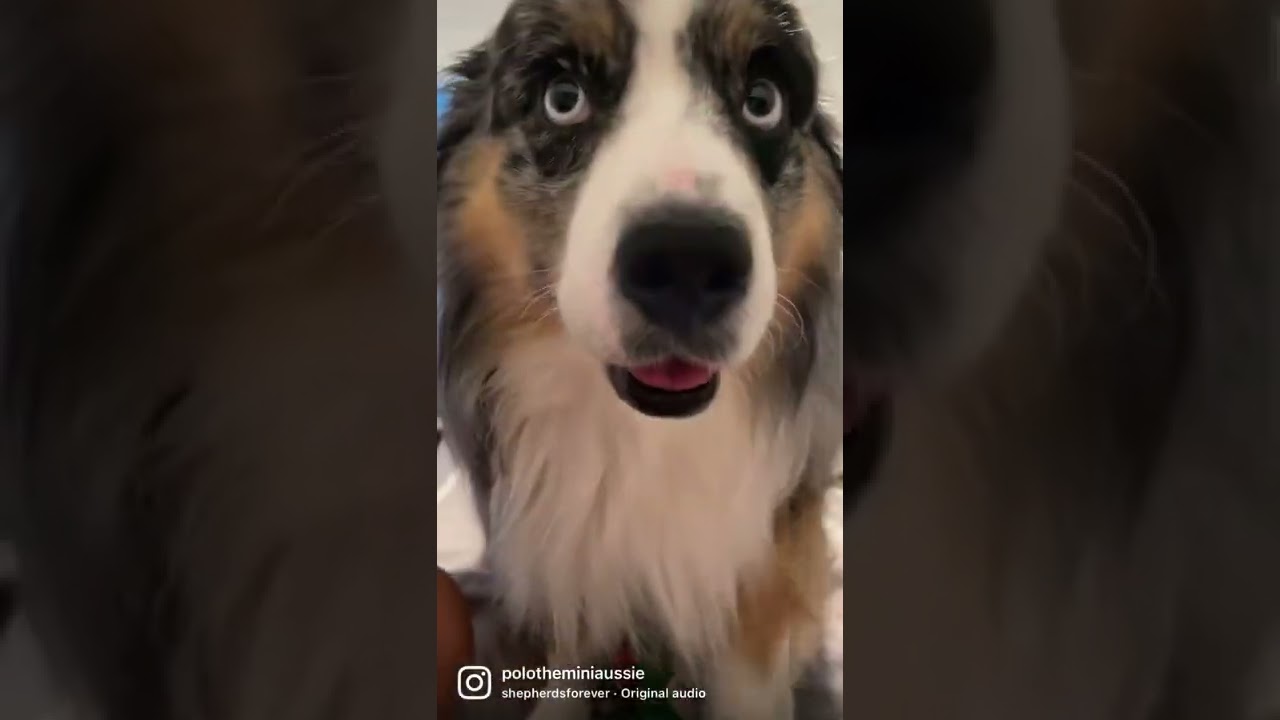 Zero sense of personal space 😅 #shorts #dog #dogs #doglover #australianshepherd