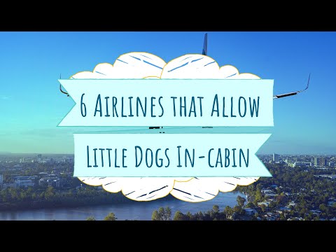 6 Airlines That Allow Little Dogs In-Cabin!