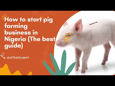 How to start pig farming business in Nigeria (The best guide)