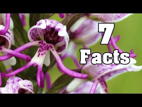 7 Facts about the Orchid