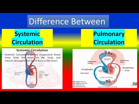 Difference between Systemic Circulation and Pulmonary Circulation