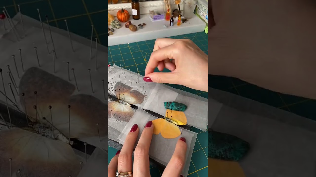 Pinning the Apricot Sulphur butterfly #entomology #insects #taxidermist #art #shorts #artist