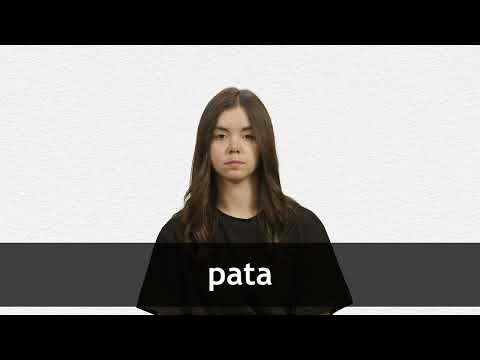 Traducción en inglés de “PATA” | Collins Diccionario español-inglés