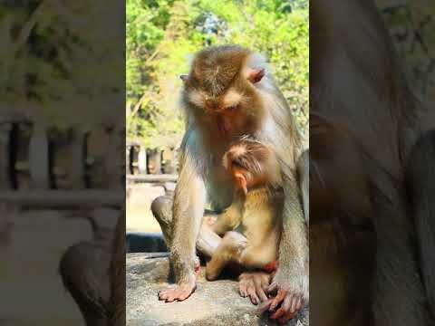 #lovemoney #monkey #monkeyvideo