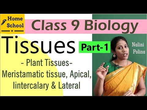 Tissues Class 9 Biology Part-1