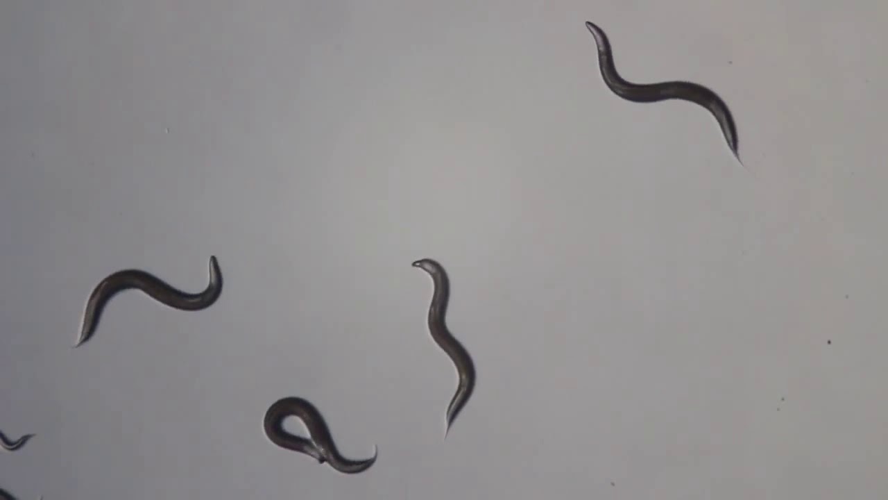 C. elegans movement