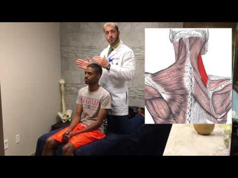 E:6 - Upper Trapezius and Levator Scaplua Post Isometric Relaxation