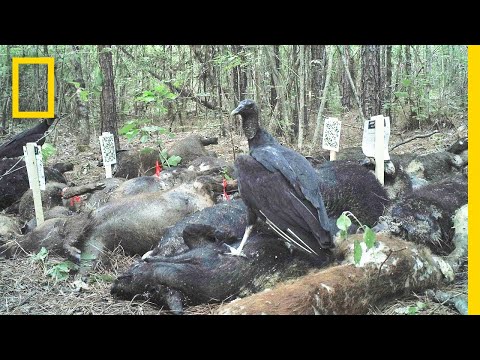 See What Happens When Three Tons of Dead Pigs Rot in the Woods | National Geographic