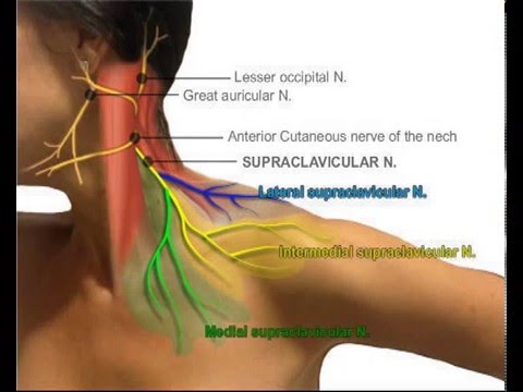 ULTRASOUND GUIDED SELECTIVE SUPRACLAVICULAR NERVE BLOCK