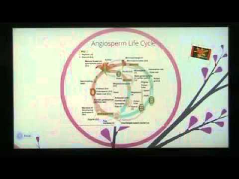 gymnosperm vs. angiosperm part 1 of 2