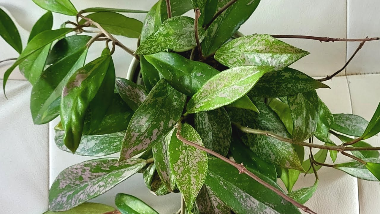 5 Quick Hoya Tips / Easy Plant care 101