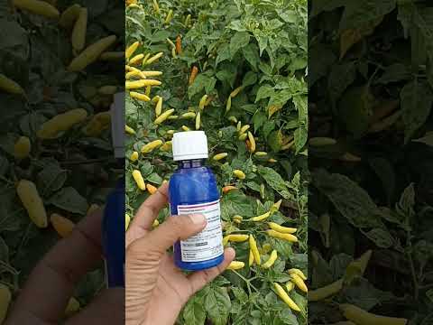 Pakai ini.. cabe rawit viral sembuh dari hama antraknosa/patek || budidaya cabe viral joss #shorts