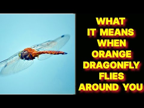 WHAT IT MEANS WHEN ORANGE DRAGONFLY FLIES AROUND YOU ?
