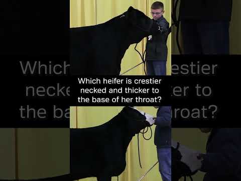 Livestock Judging - Crestier Neck #livestockjudging
