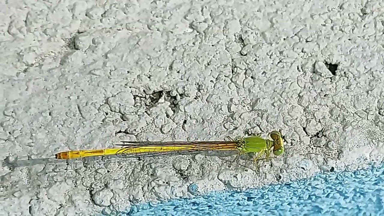 Beautiful Tiny Dragon Fly - Anisoptera @selyan1980