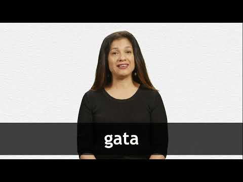 English Translation of “GATA” | Collins Spanish-English Dictionary