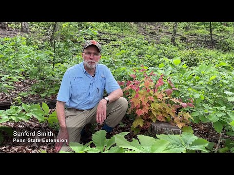 Understanding Forest Regeneration