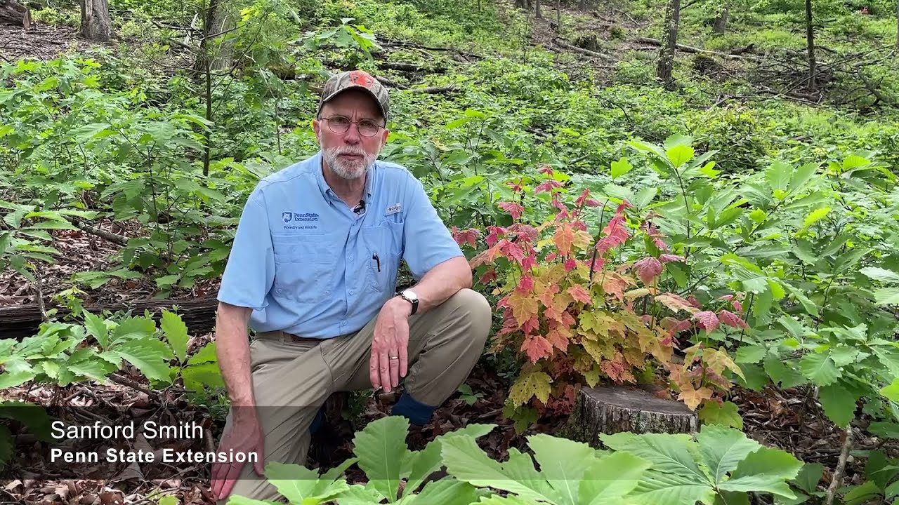 Understanding Forest Regeneration