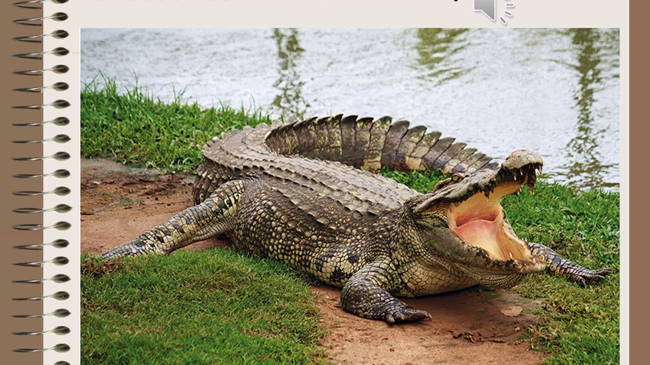 tema 6 ecosystems2019 docx primera parte