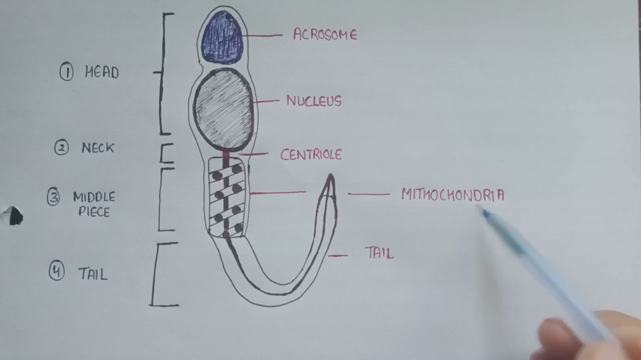 partes de esperma | diagrama etiquetado de esperma | estructura del esperma