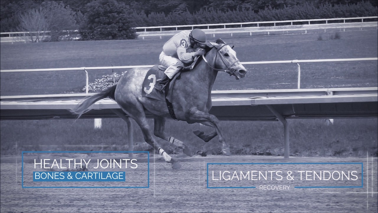 Precision Joint Solution All-In-One Leg Support