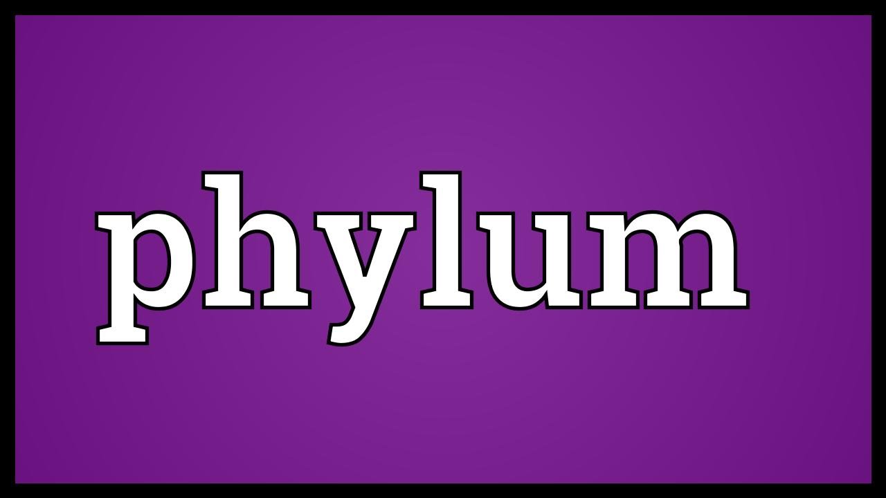 Phylum Meaning