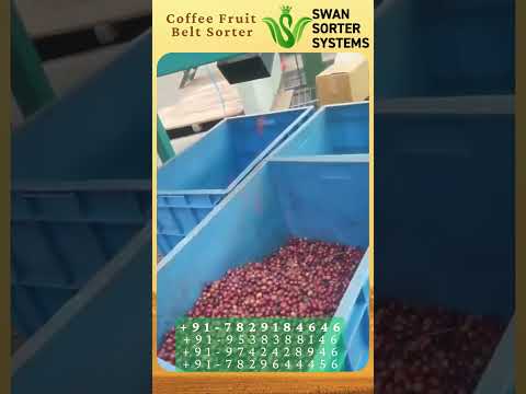Coffee Bean Sorting Machine - Coffee Grading Machine Latest Price ...