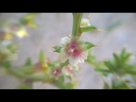 Salsola kali