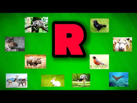 10 ANIMALS NAMES START WITH R WITH PICTURES OR SPELLINGS