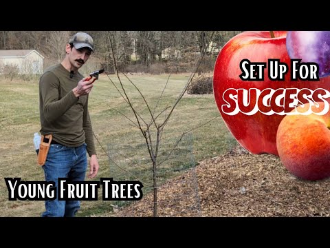 How to Prune Young Fruit Trees - Apple, Peach, Plum