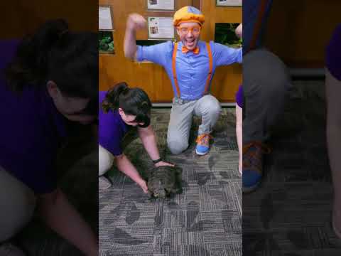 3, 2, 1, Go! Tortoise and the Hare Race with Blippi! #Blippi #Race