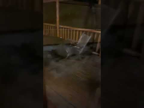 Giant Black Bear approached our cabin near Gatlinburg, Tennessee (May 24, 2021).