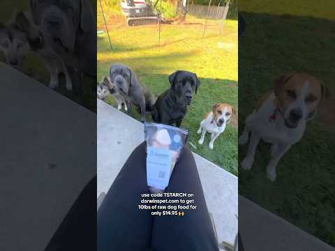 Feeding my 4 dogs beef femur bones 🦴🥩🐶 #dogbones #dogs #beef #carnivore #carnivorediet #raw