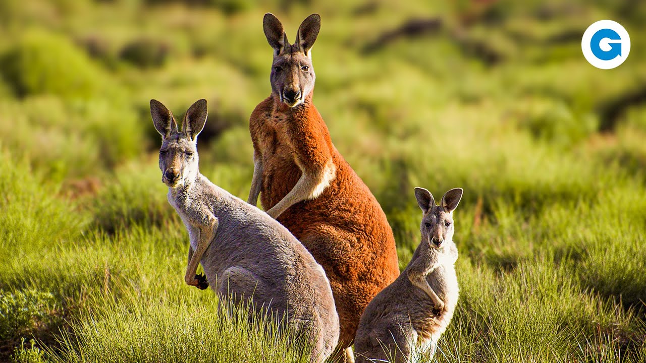 Just Kangaroos: Through the Outback, Australia | Full Documentary