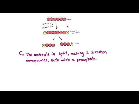 Glycolysis and the Link Reaction