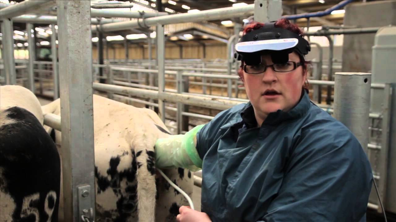 BCF Technology Ultrasonography of the bovine reproductive tract video 6 - Examination of the cow