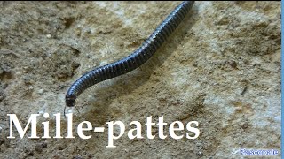 Le Mille-pattes symbolisme