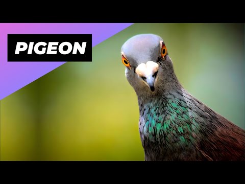 Pigeon ๐ The Smartest Bird On The Planet?