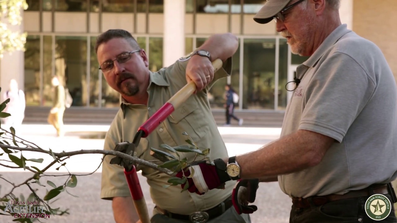 Taking a Sample to Verify Oak Wilt