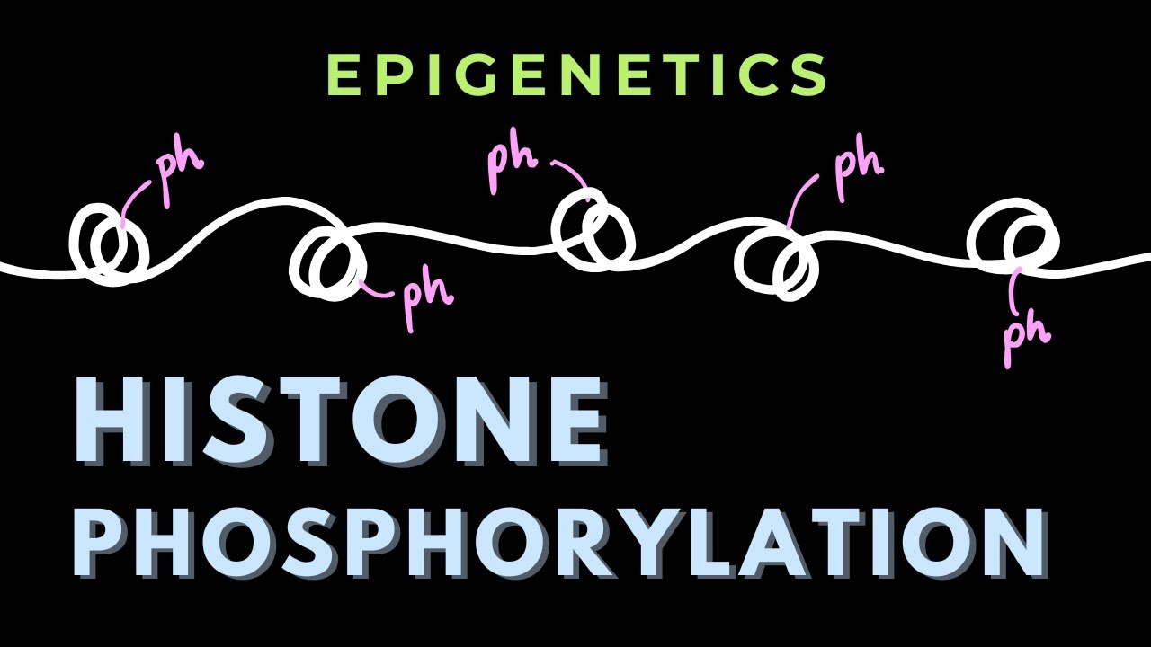 Histone Phosphorylation | Epigenetics